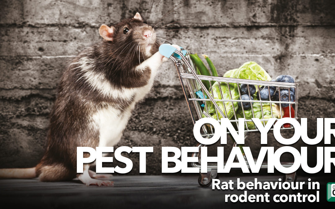 Rat behaviour in rodent control - Tullys Pest Control