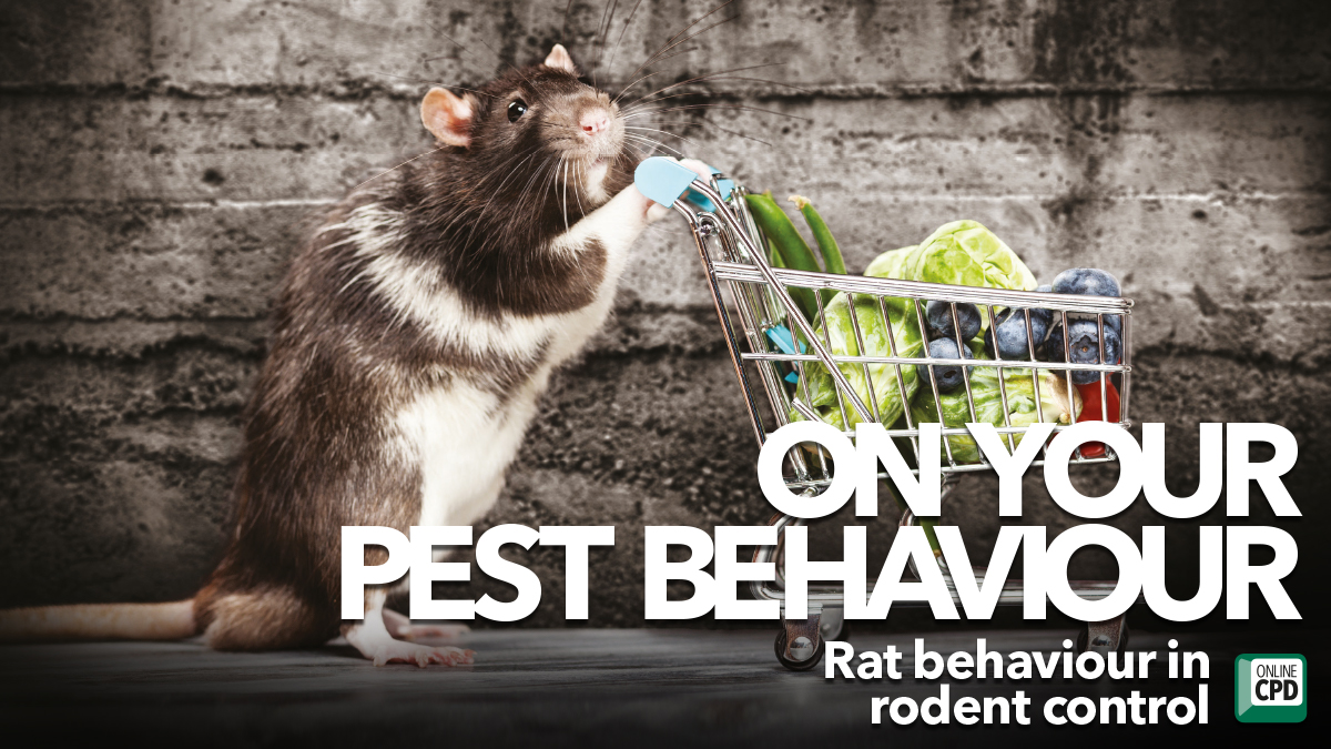Rat behaviour in rodent control - Tullys Pest Control