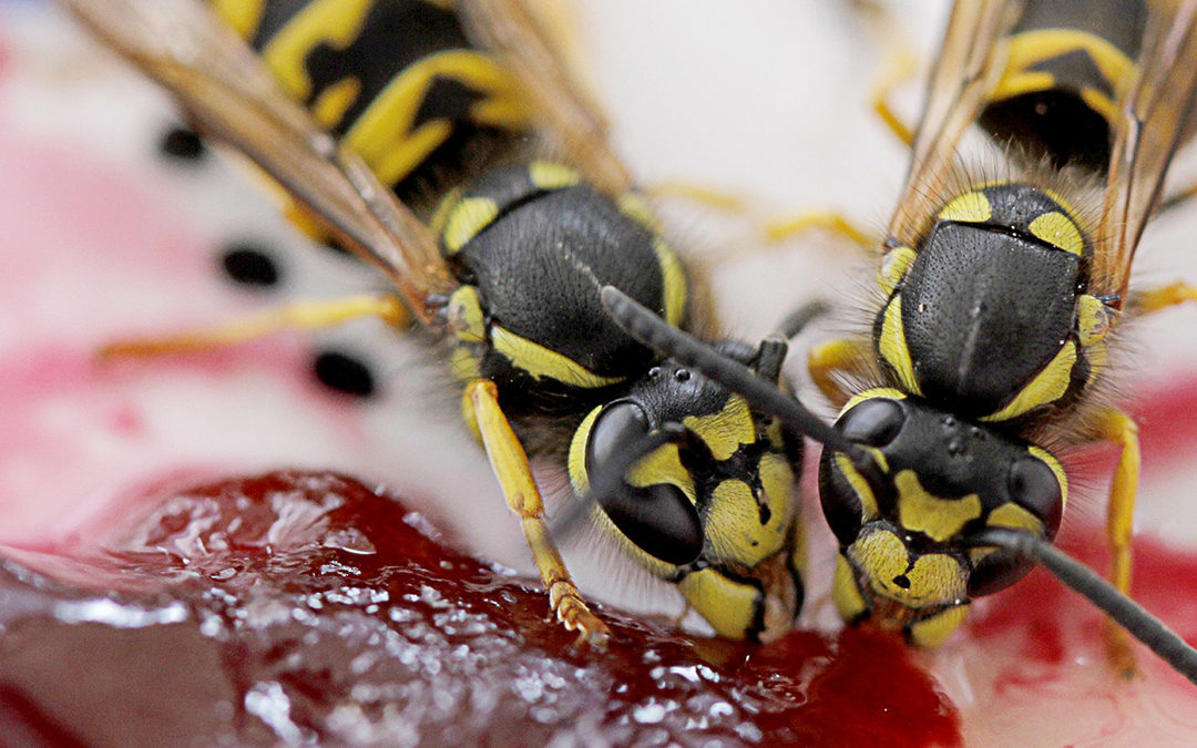 Sugar-seeking wasps spark safety message - Tullys Pest Control